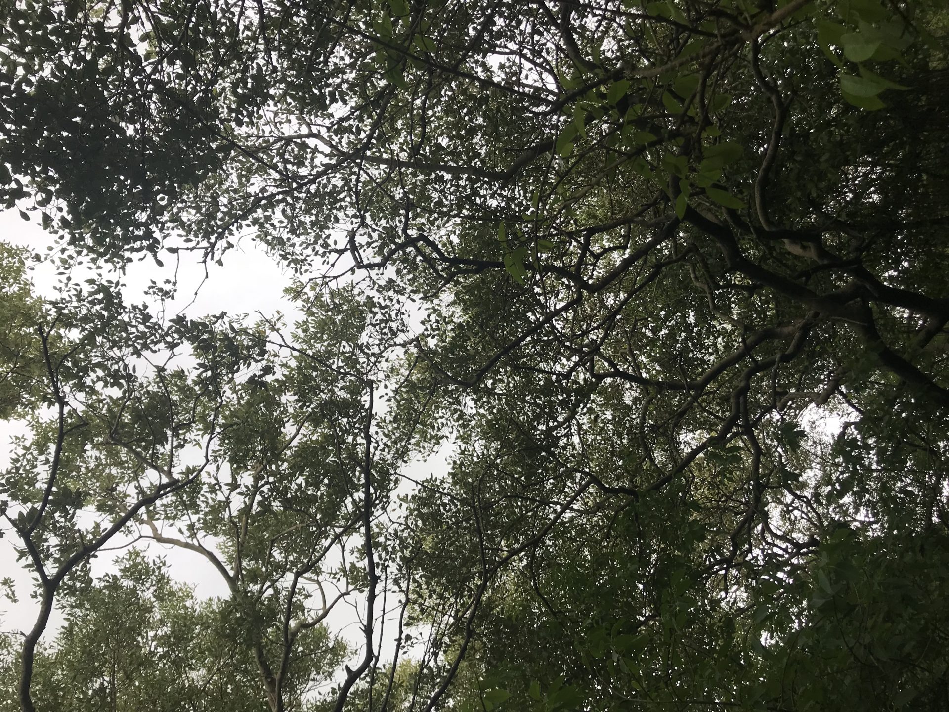 Goa's wild side | IdeaPromoters Exploring Goa's enviroment